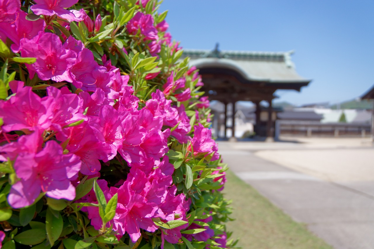 【2023】ご霊地の風景・つつじ | 金光教公式サイト